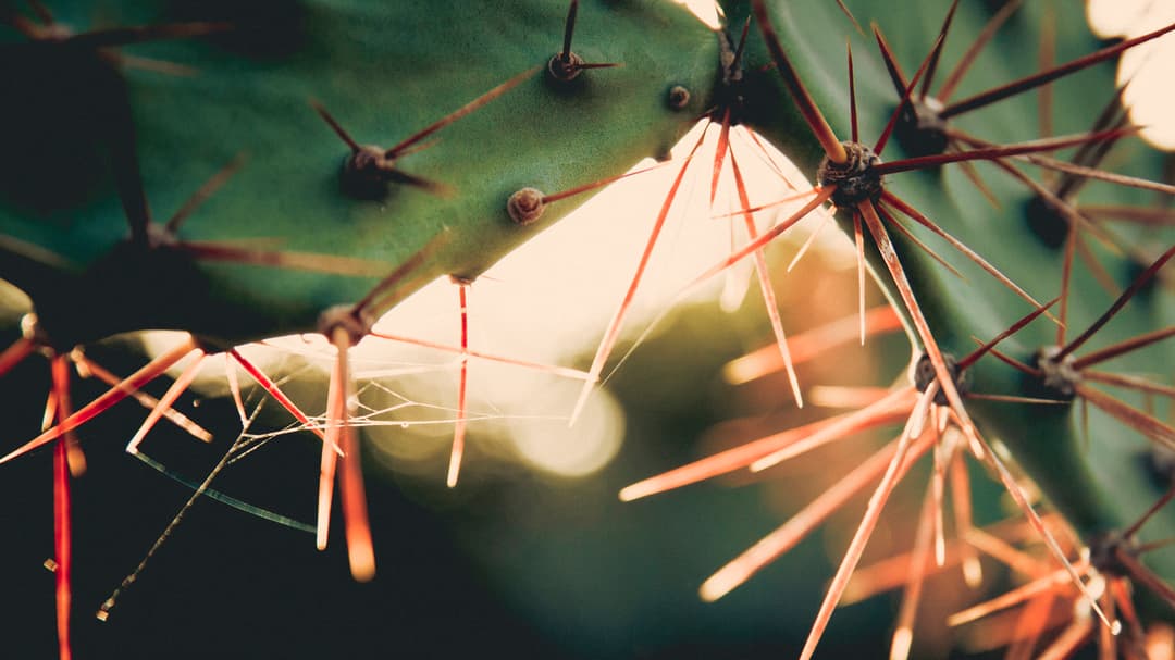 Home · Cactus Wealth